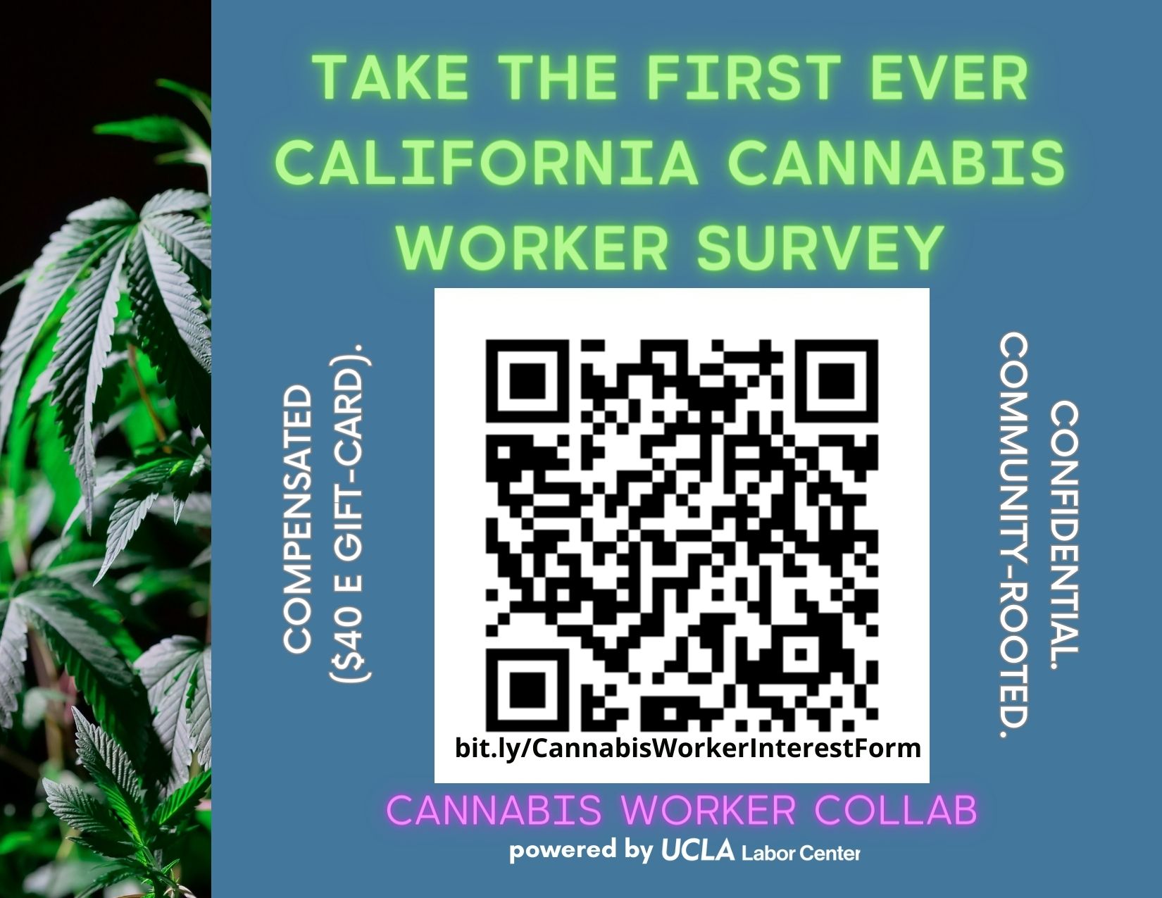 Cannabis Worker Survey – UFCW Local 135